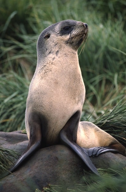Sea Lion Anatomy - Sea Lion Facts and Information